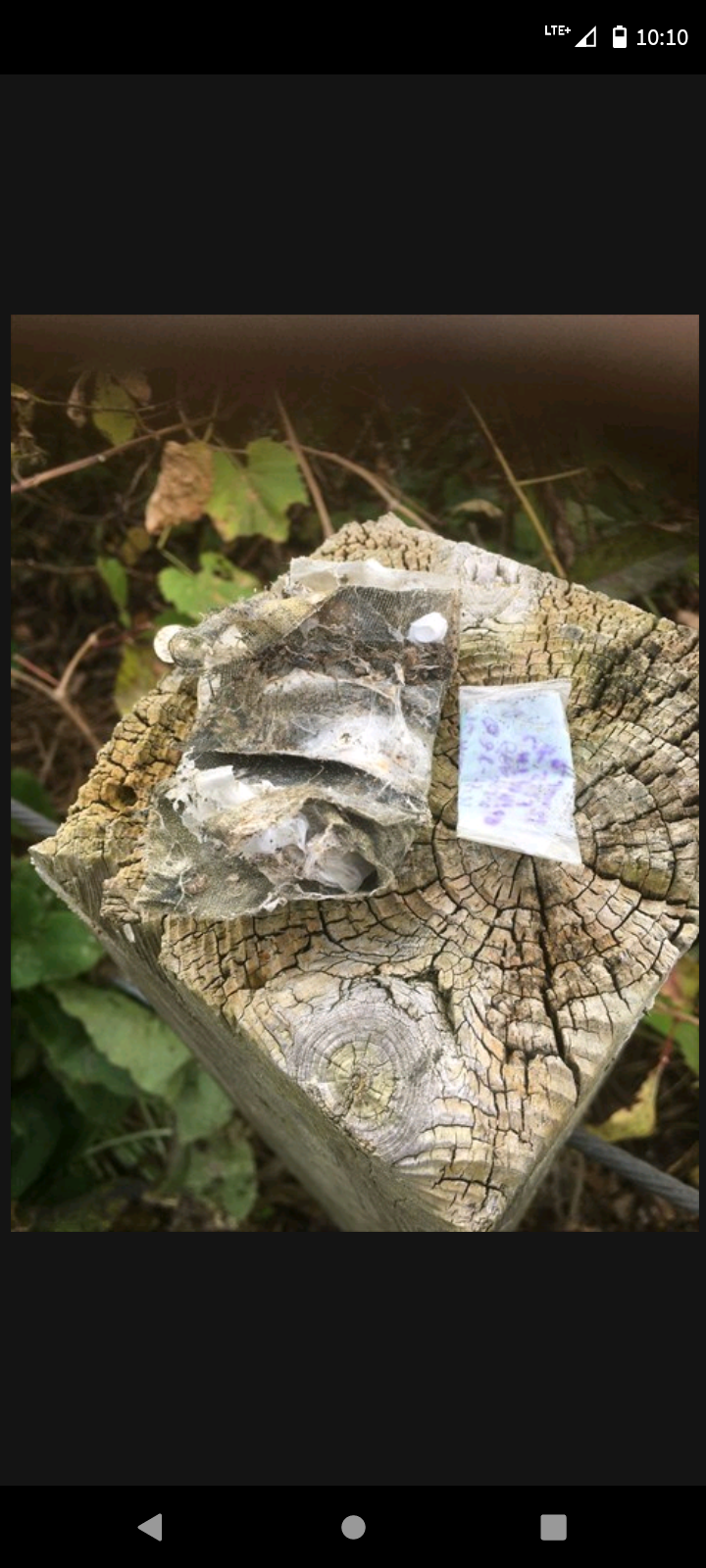 Should I remove a damaged cache with an inactive CO? - General ...